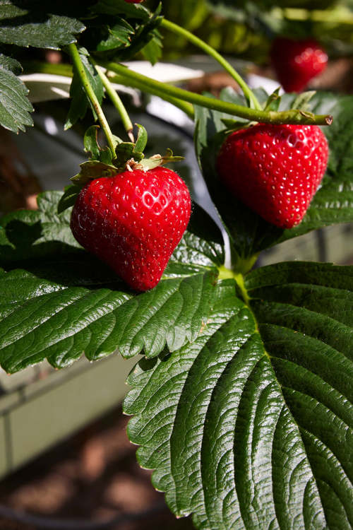 Sustainable eating: Leading the way towards a greener future in food ...